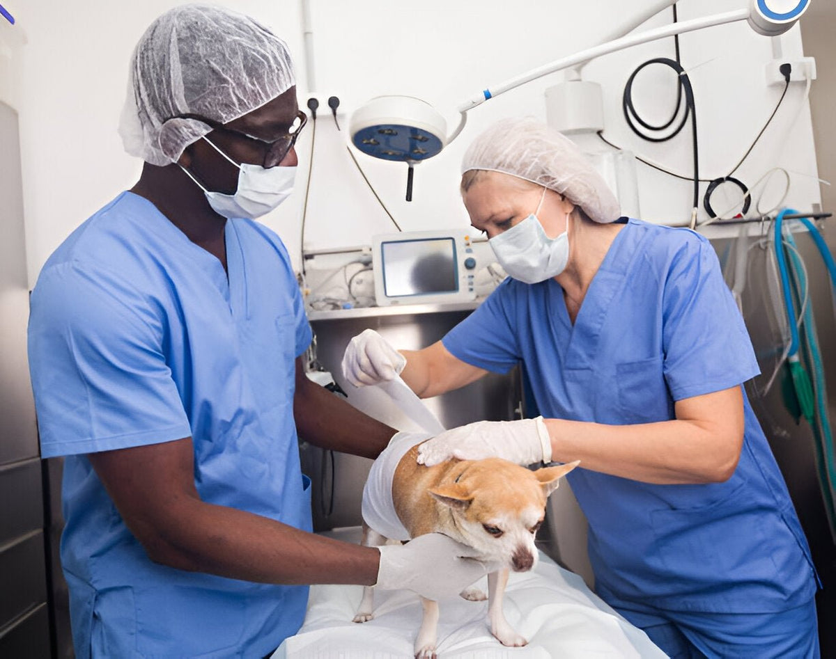 Veterinary Safety Secrets: Why Animal Handling Gloves and Protective C ...